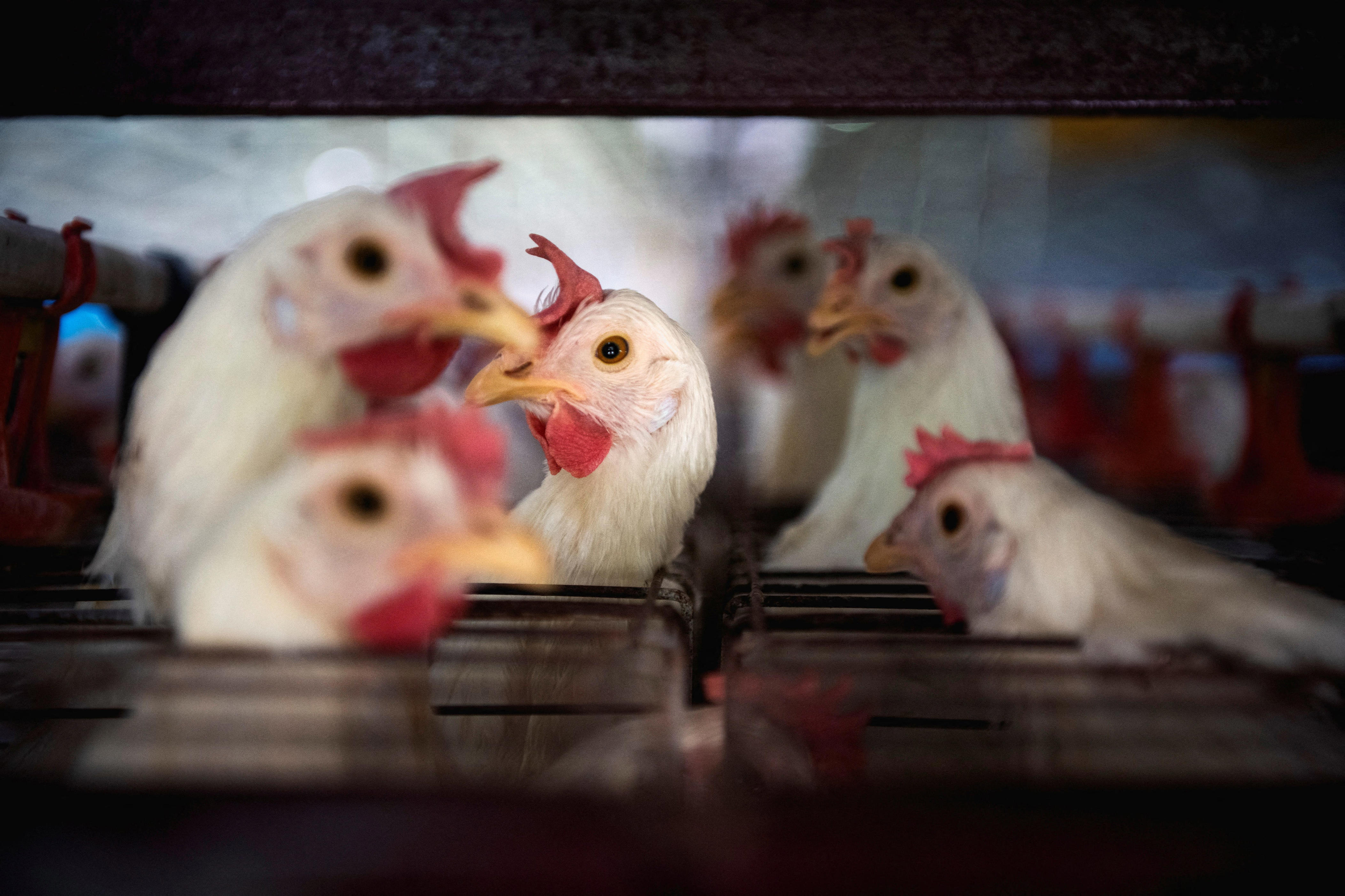 Bird flu found in Georgia commercial poultry plant, a first for nation ...