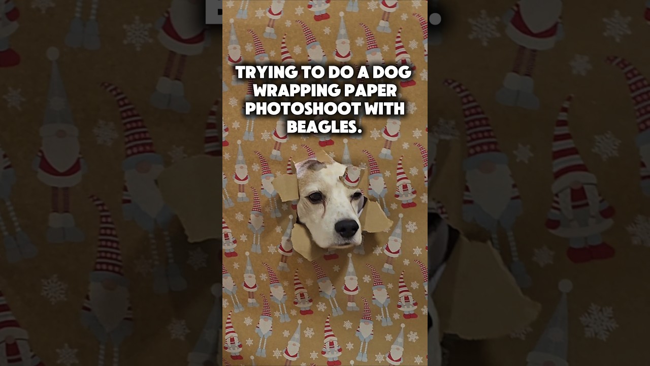 Attempting a festive holiday photoshoot with my beagles