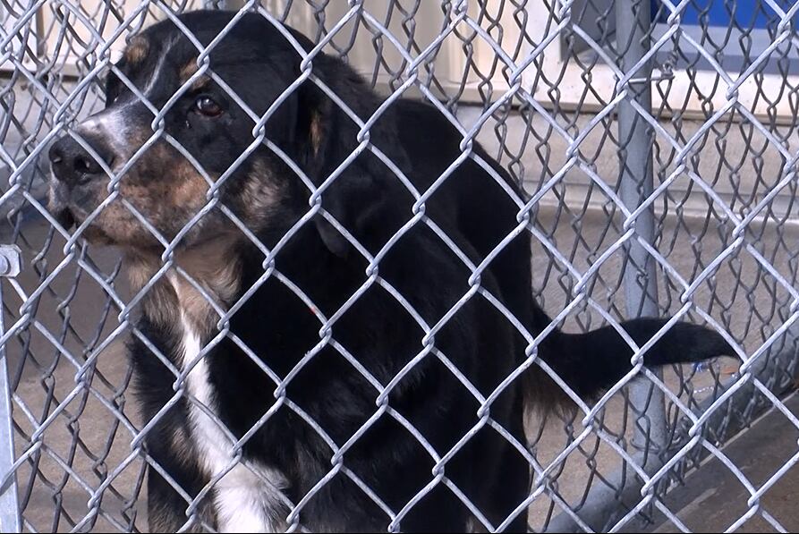 Metropolis Animal Control seeks help before dogs are euthanized