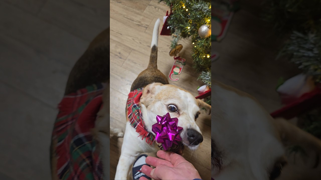 Giving my dogs everything they want for Christmas