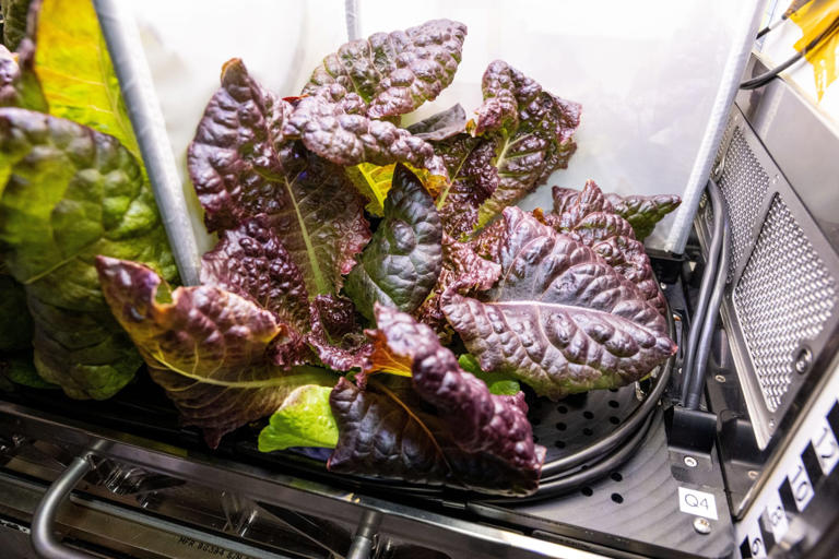 NASA plans to grow nutritious plants on Mars