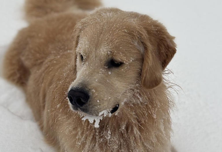 PHOTOS: Florida sees heavy snowfall during winter storm