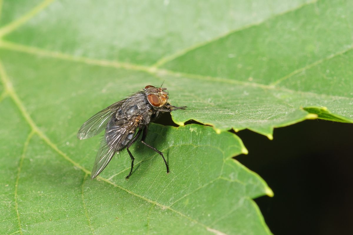 ZSI scientists discover 23 species of blood-sucking flies in A&N