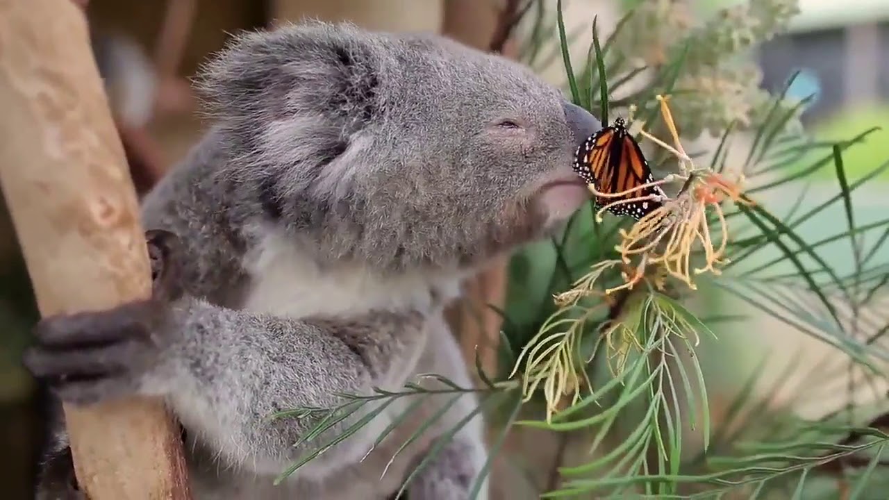 Must-See Koala Playing With a Curious Butterfly