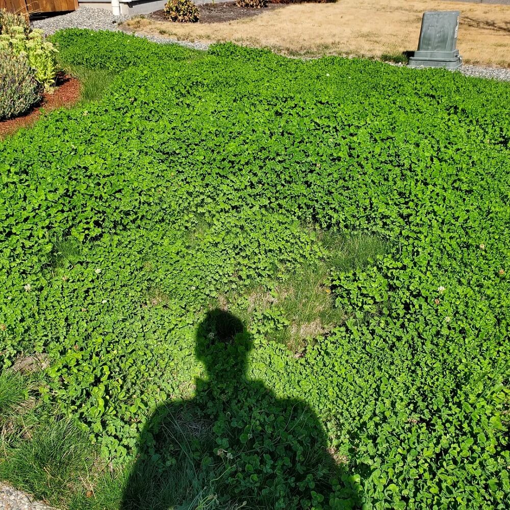 Homeowner shares impressive progress photo after choosing unusual ...