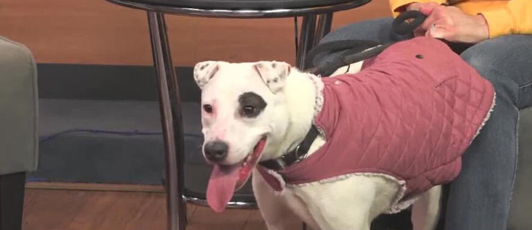 Meet our Pet of the Week: Daisy