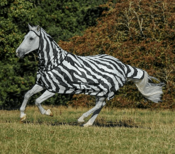 Best fly rugs for horses as tested by our team of riders