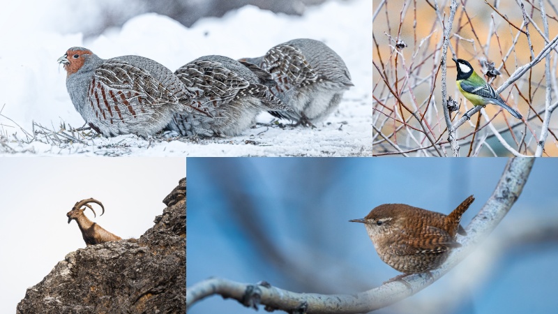 Çil keklik, yaban keçisi, kaya kartalı: Tunceli'nin zengin yaban hayatı