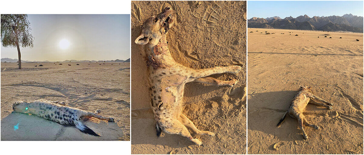 Ancient predator found in Egypt after 5,000-year absence