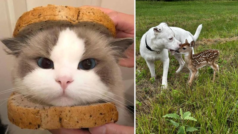 25 Blessed Animals Warming Our Hearts