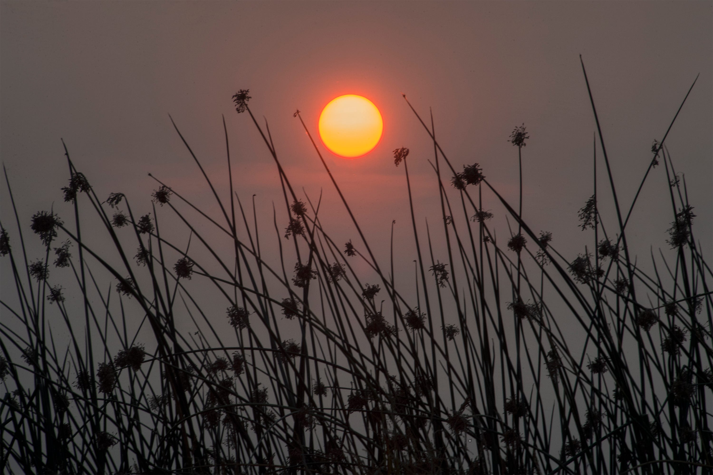 Why is the sun red? How Gifford Fire smoke alters appearance of the sky