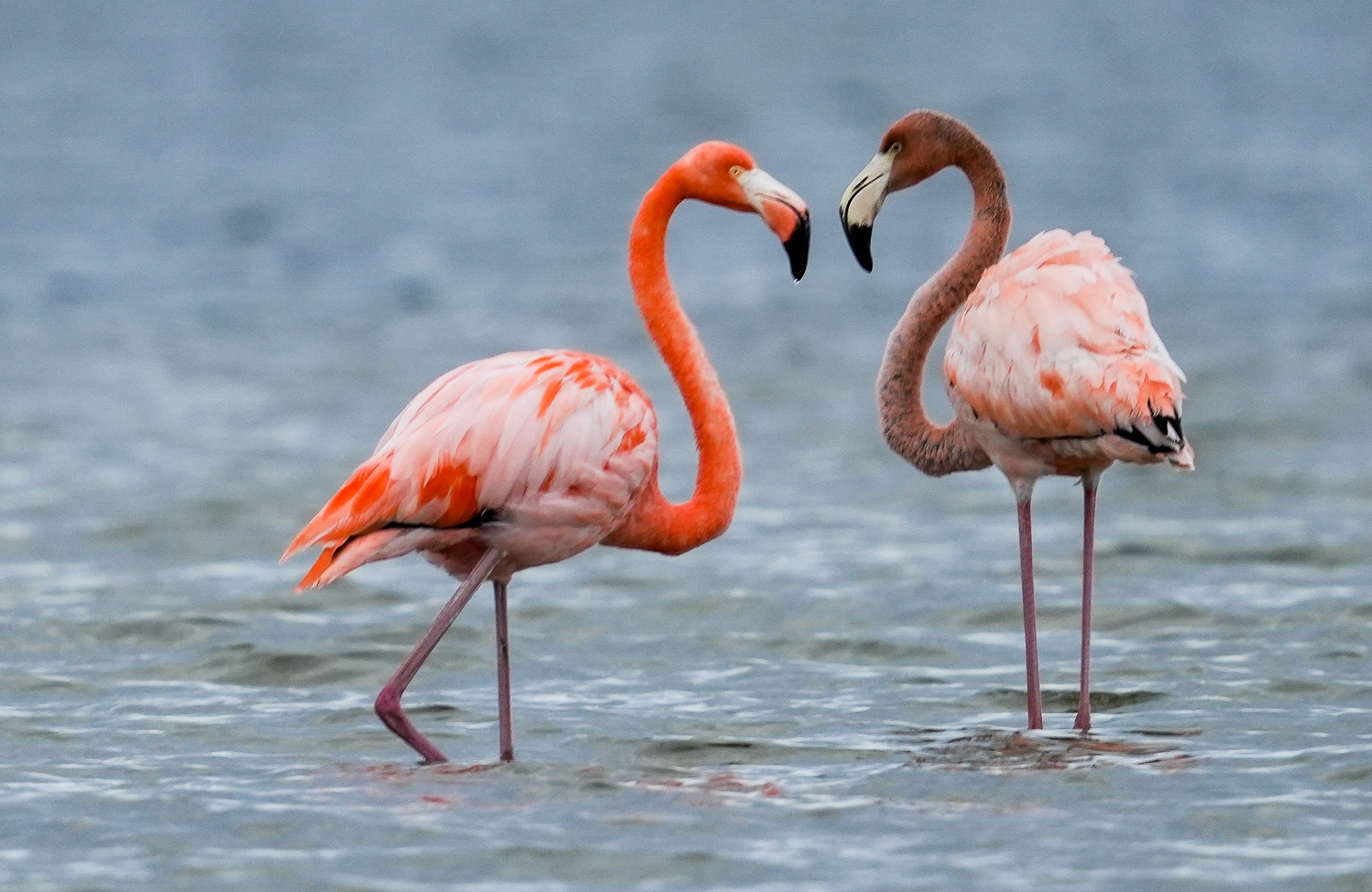 Bye bye mockingbird? Florida might replace state bird after nearly 100 ...