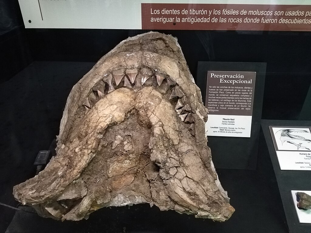 Paleontólogos encontram fóssil de descendente do tubarão-branco de 9 ...