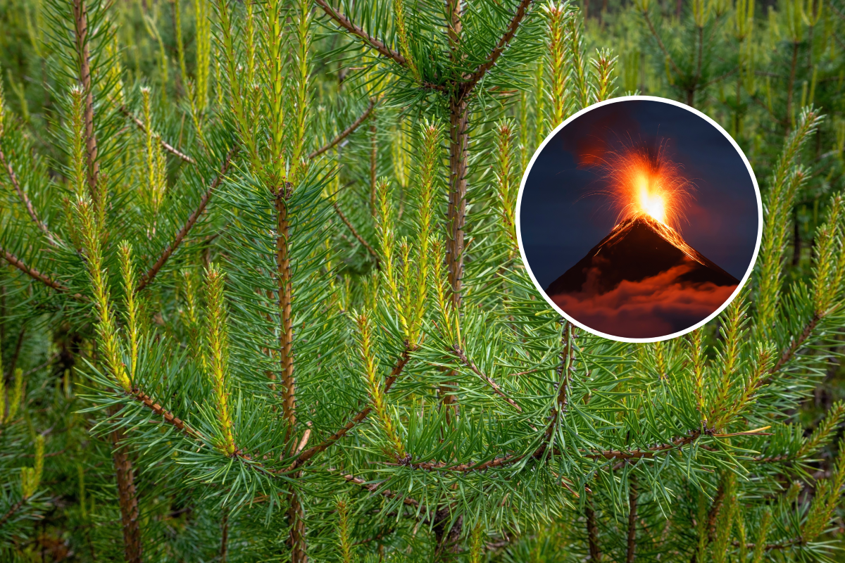 Curious 'Blue Rings' in Trees Reveal Fiery Volcanic Secrets