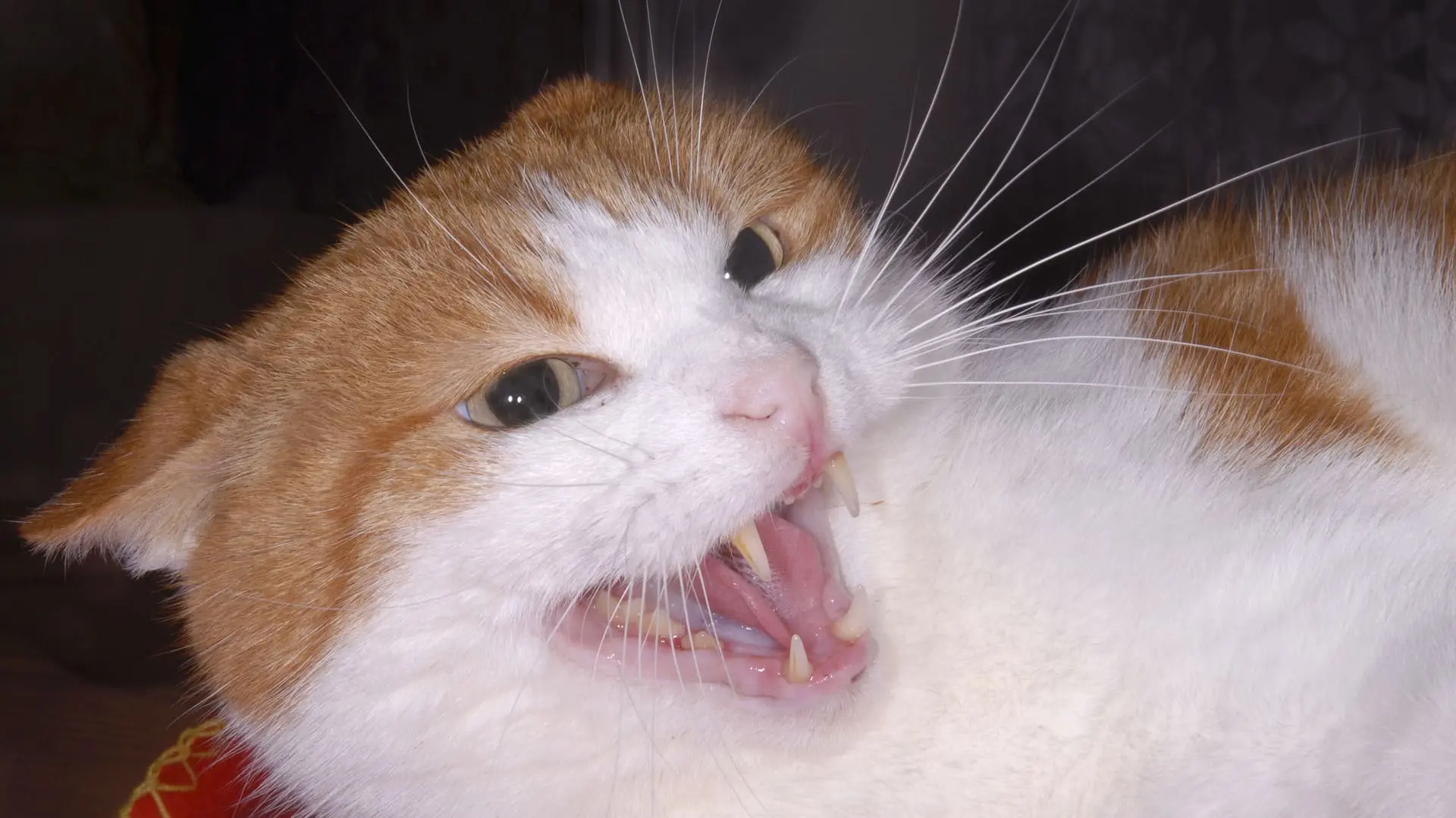 Catizen Concludes Second Airdrop, But What About Bombie?