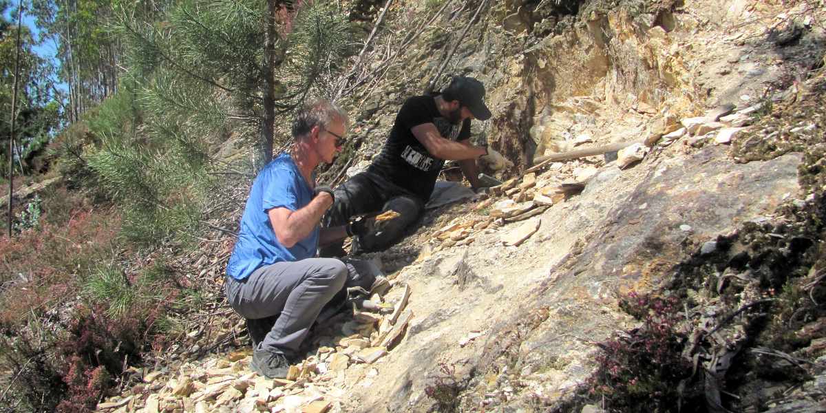 Investigadores portugueses descobrem fóssil raro de planta com 310 ...