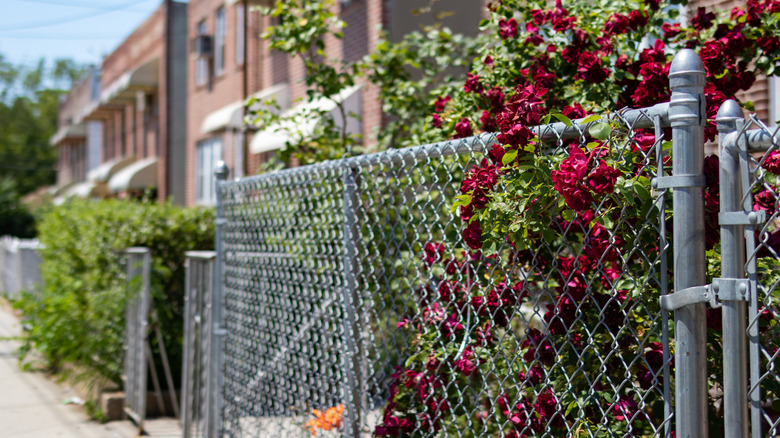 Cheaper Alternatives To A Chain Link Fence (And Which We'd Recommend ...