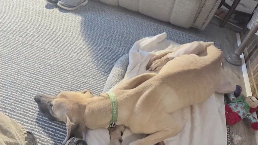 Greensboro neighborhood rescues pregnant dog in winter weather