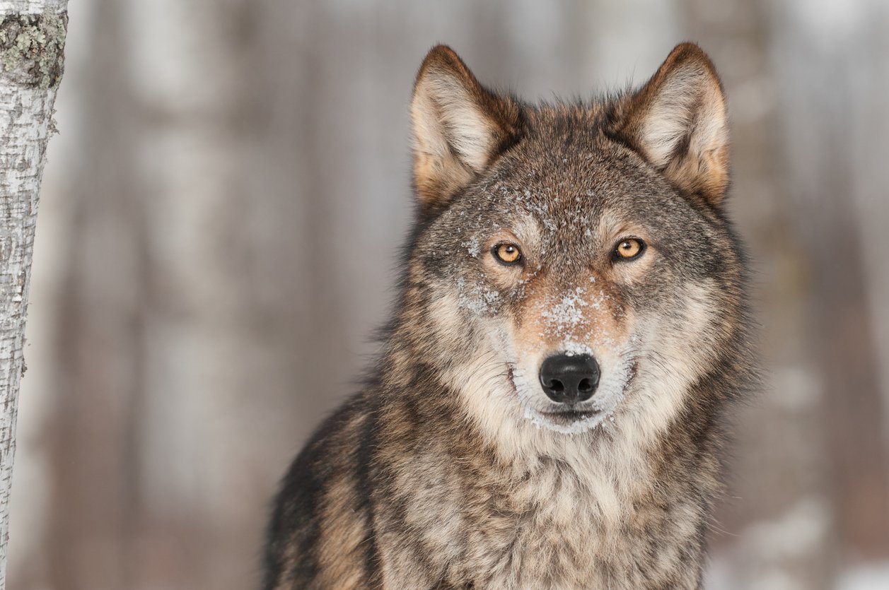 12 Striking Dogs That Are Closely Related to Wolves