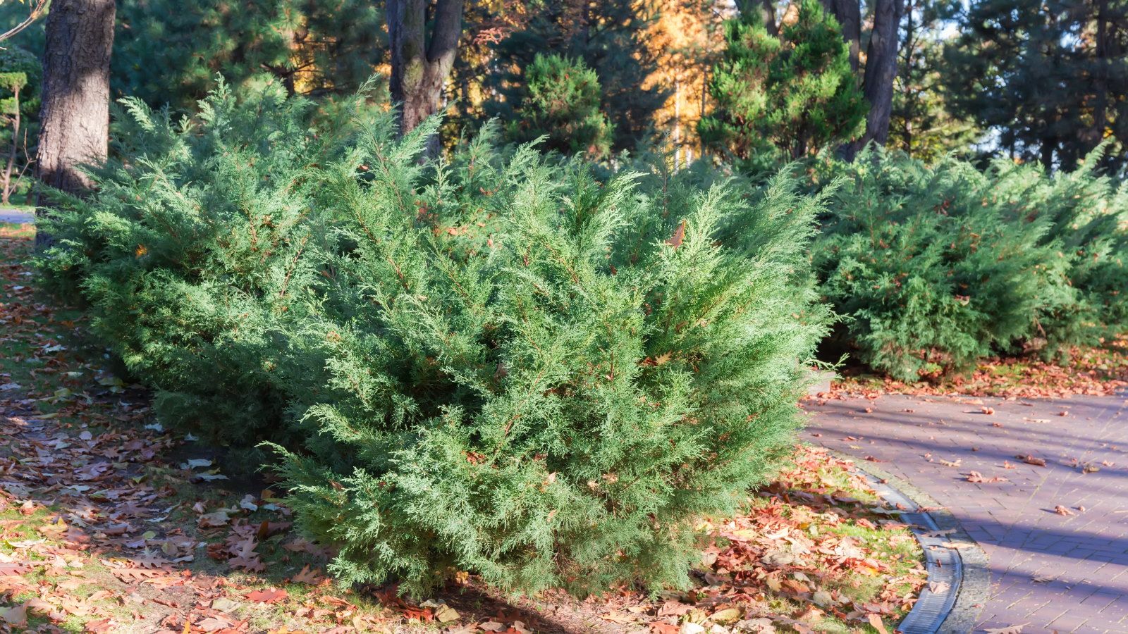 When and how to prune junipers – we reveal the expert techniques to ...