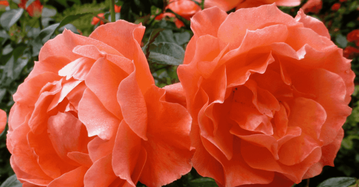 How to make your own rose fertilizer – 10 recommended methods