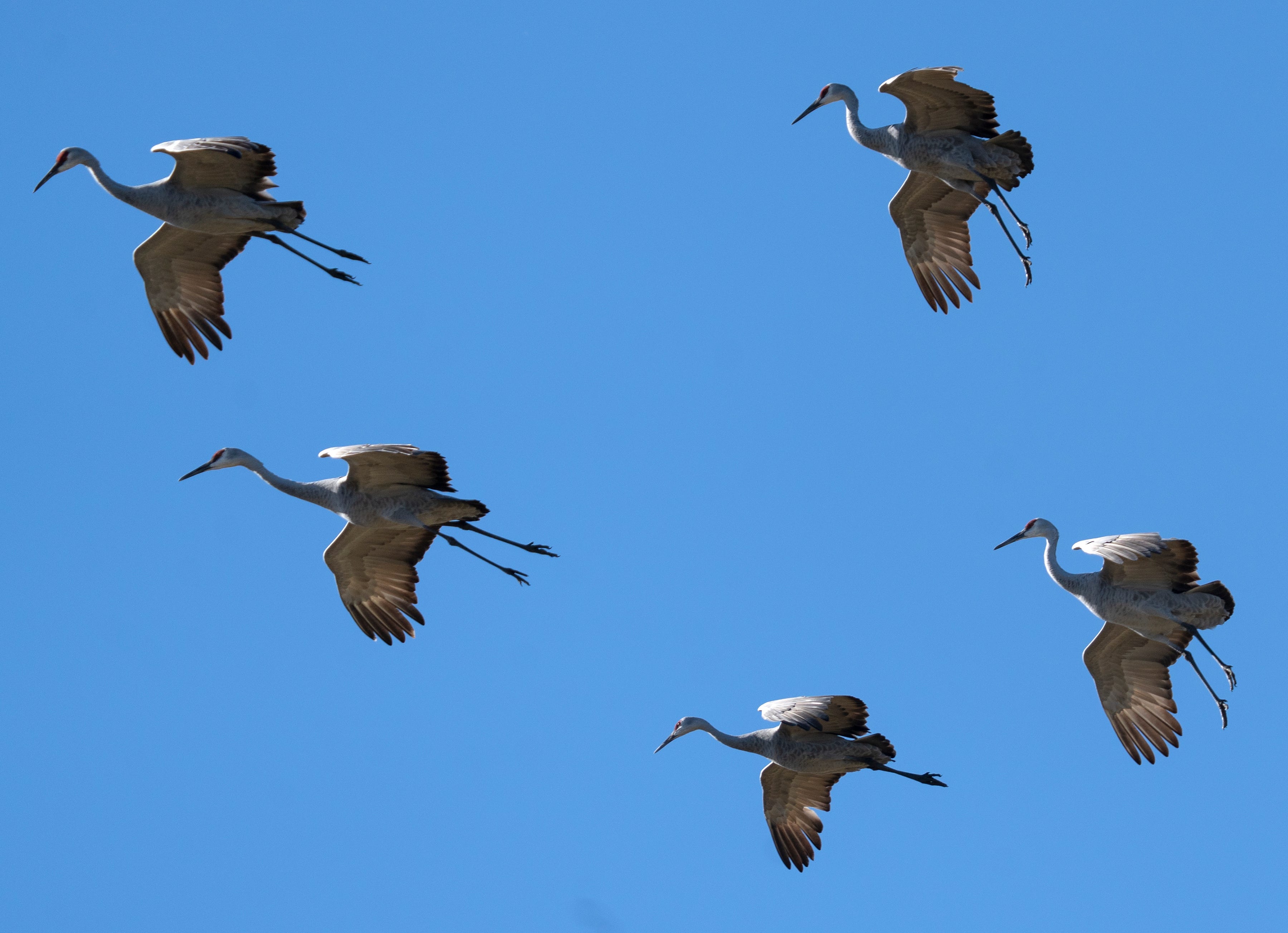 Bird flu has been spreading worldwide. What's the threat? Here's what ...