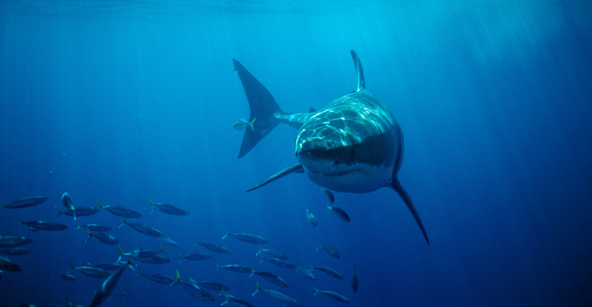 Why sharks are absolutely necessary to our existence