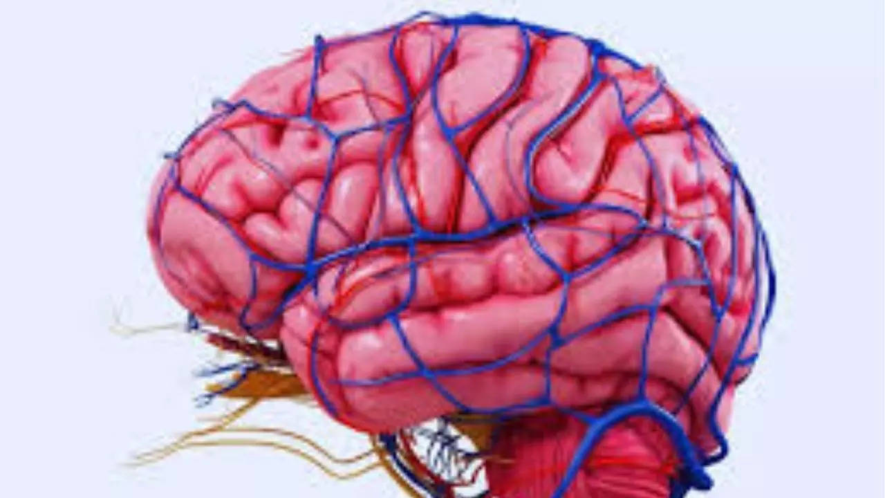 How fast is the brain? Scientists reveal how quickly the brain ...