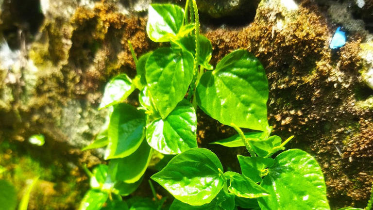 10 Manfaat Daun Sirih Cina bagi Kesehatan yang Jarang Diketahui