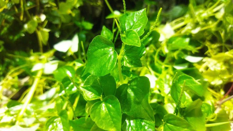 10 Manfaat Daun Sirih Cina bagi Kesehatan yang Jarang Diketahui