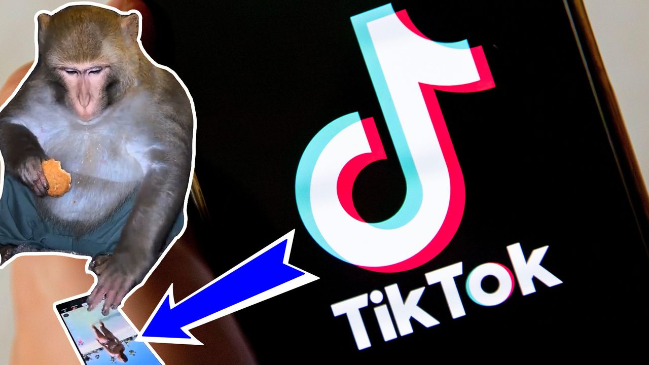 Insolite : un singe prend son goûter en scrollant sur TikTok