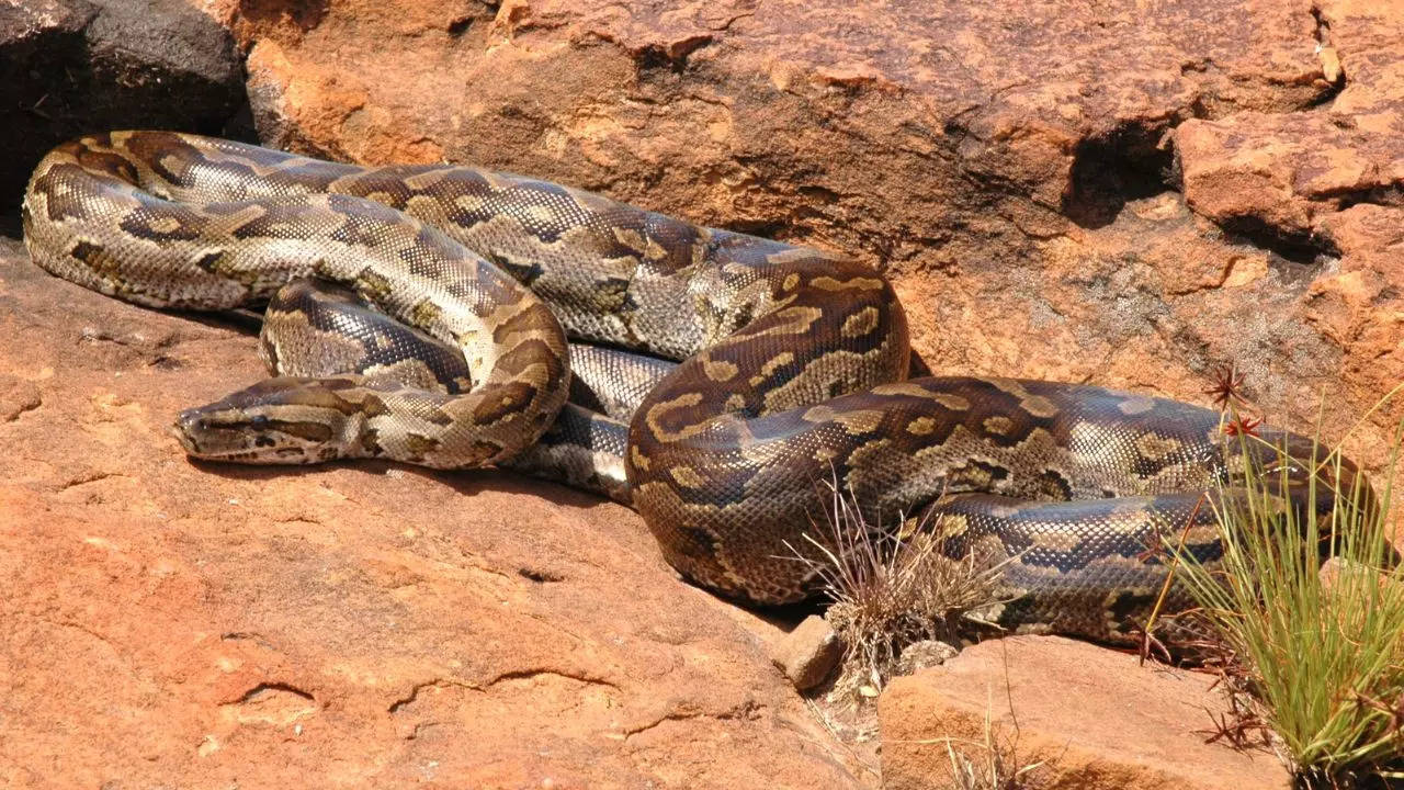African rock python: The snake species that hunts in packs – physical ...