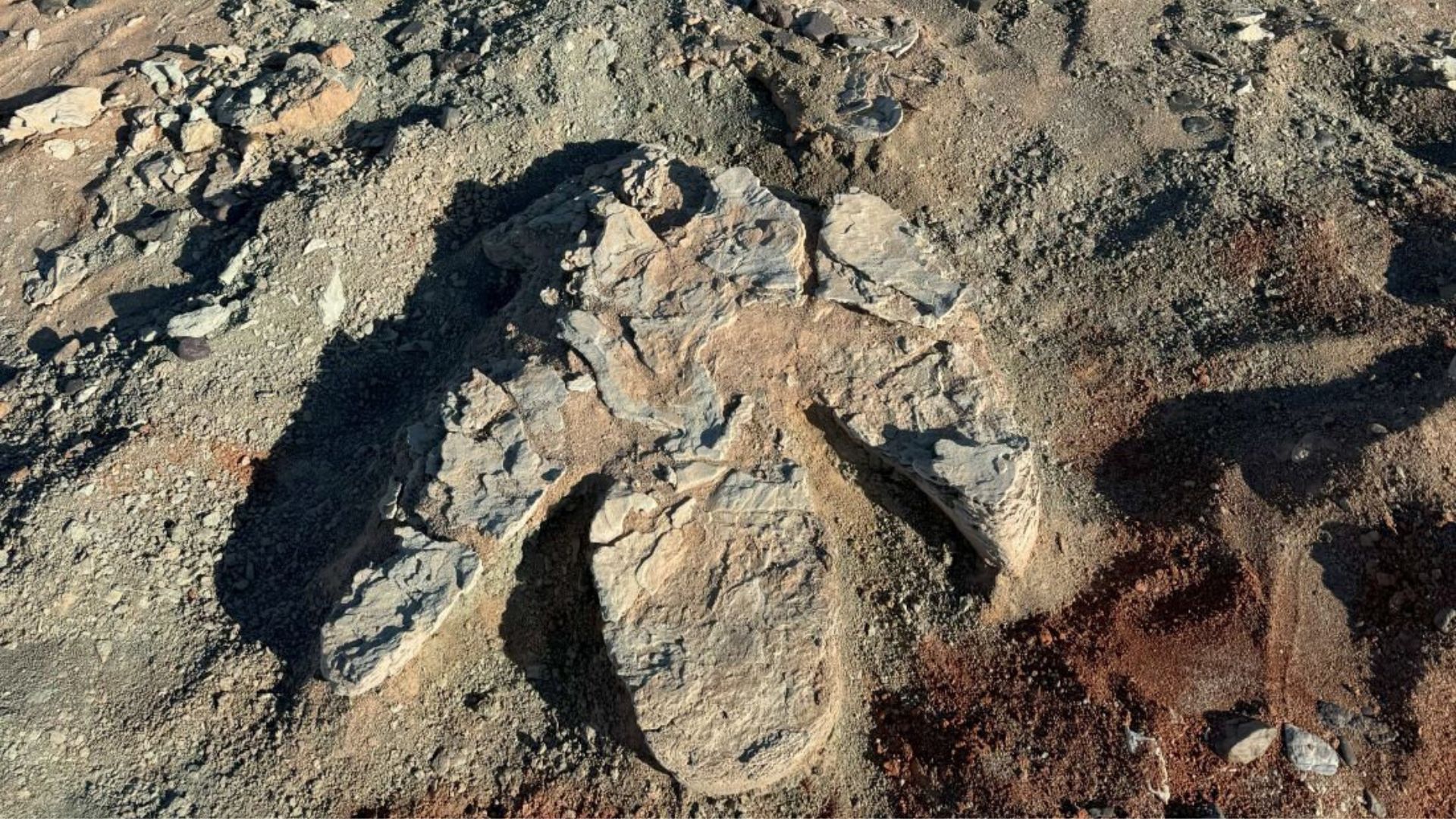 Bigger than T-rex? Largest duck-billed dinosaur footprints ever ...
