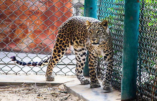 The Ethics of Keeping Animals in Zoos: Balancing Conservation and Welfare The Ethics of Keeping Animals in Zoos: Balancing Conservation and Welfare