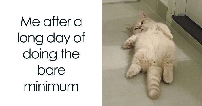 34 Times Animal Pics Were Just Perfect For Memes