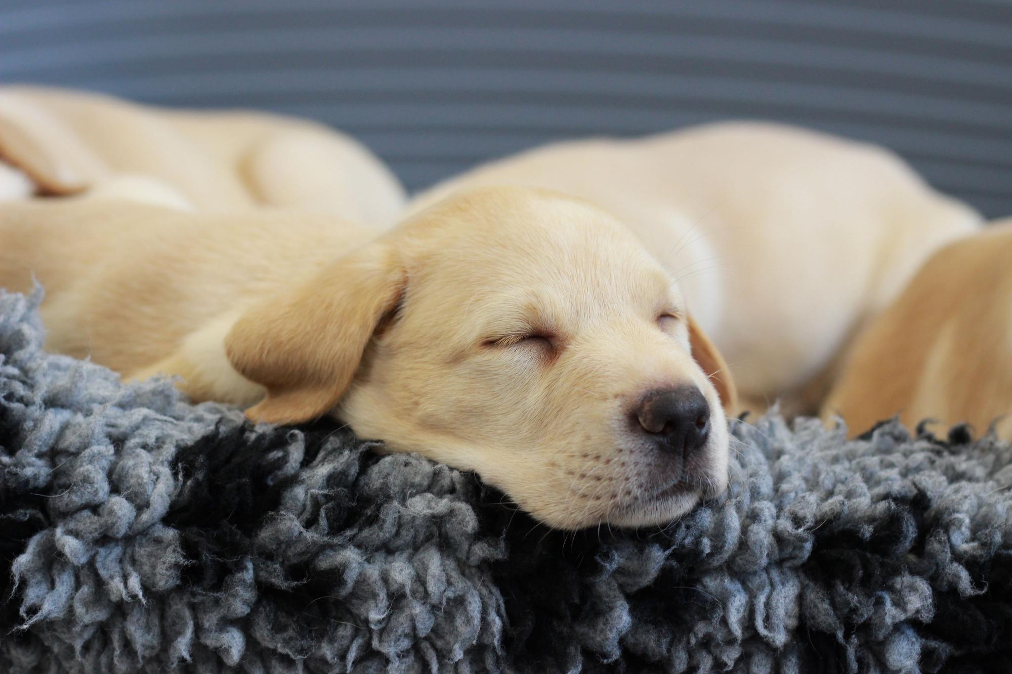 Feeling Ruff? Guide Dogs Reveal How Dogs Feel The January Blues Too