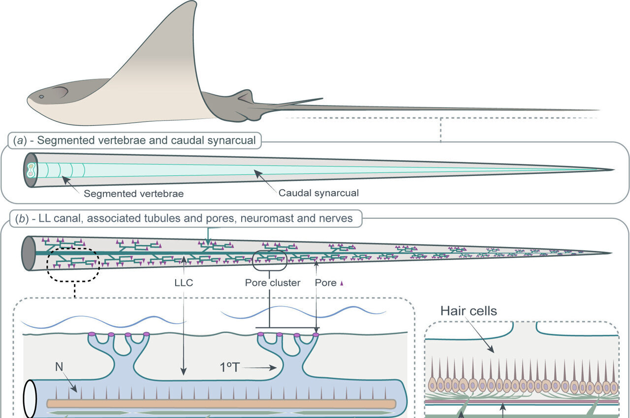 Cownose ray uses its tail as a fine-tuned antenna, new study finds