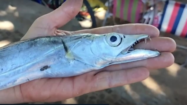WATCH: Gang of Swordfish Attack and Injure 7 Swimmers on Popular Beach