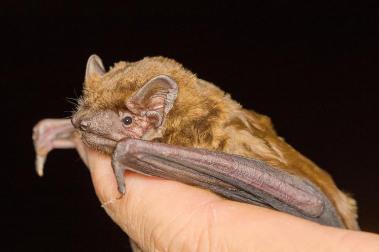 A Tiny Bat Surprises Scientists With Its Long-Distance Gliding Skills
