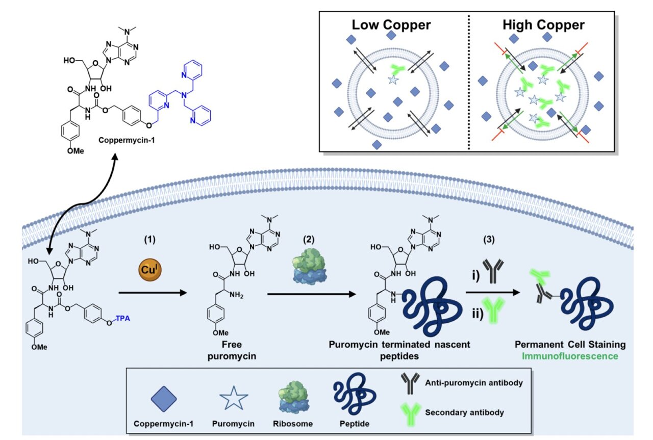Copper-detection tool discovers possible chelation target for lung cancer