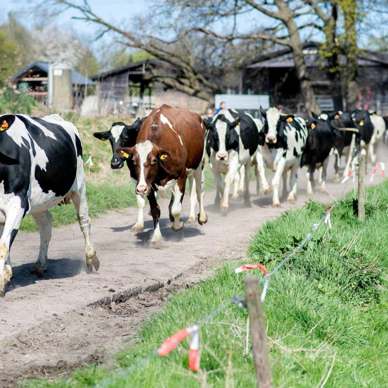 Warum Fleisch und Milch das Klima belasten