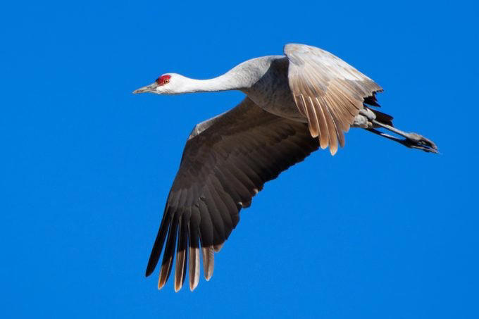 See Sandhill Crane Migration up Close