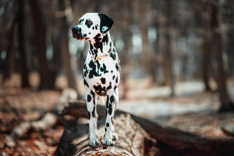 10 Legendary Dog Breeds That Have Become International Icons