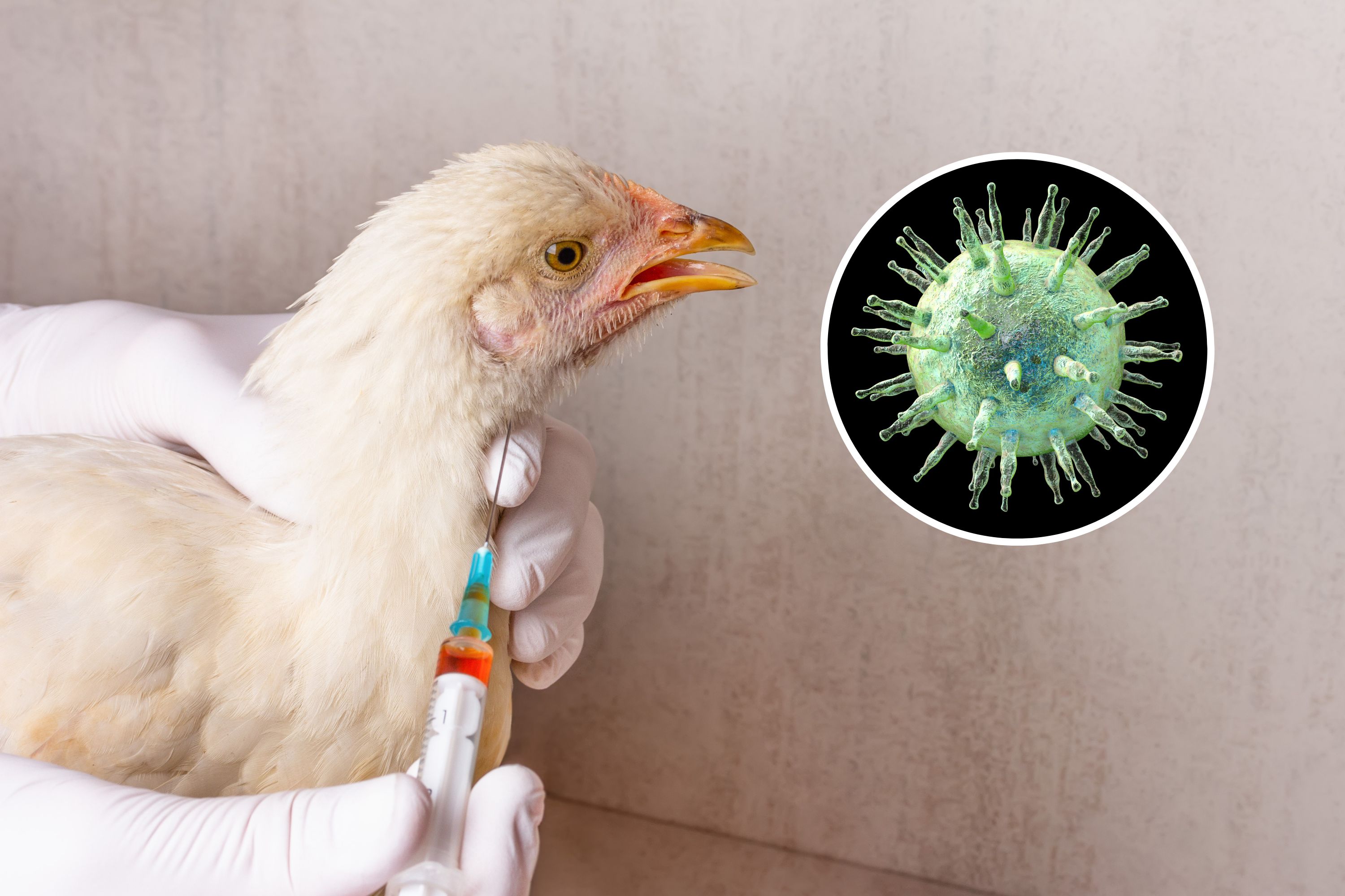 Bird Flu: Vaccines May Drive Virus Evolution