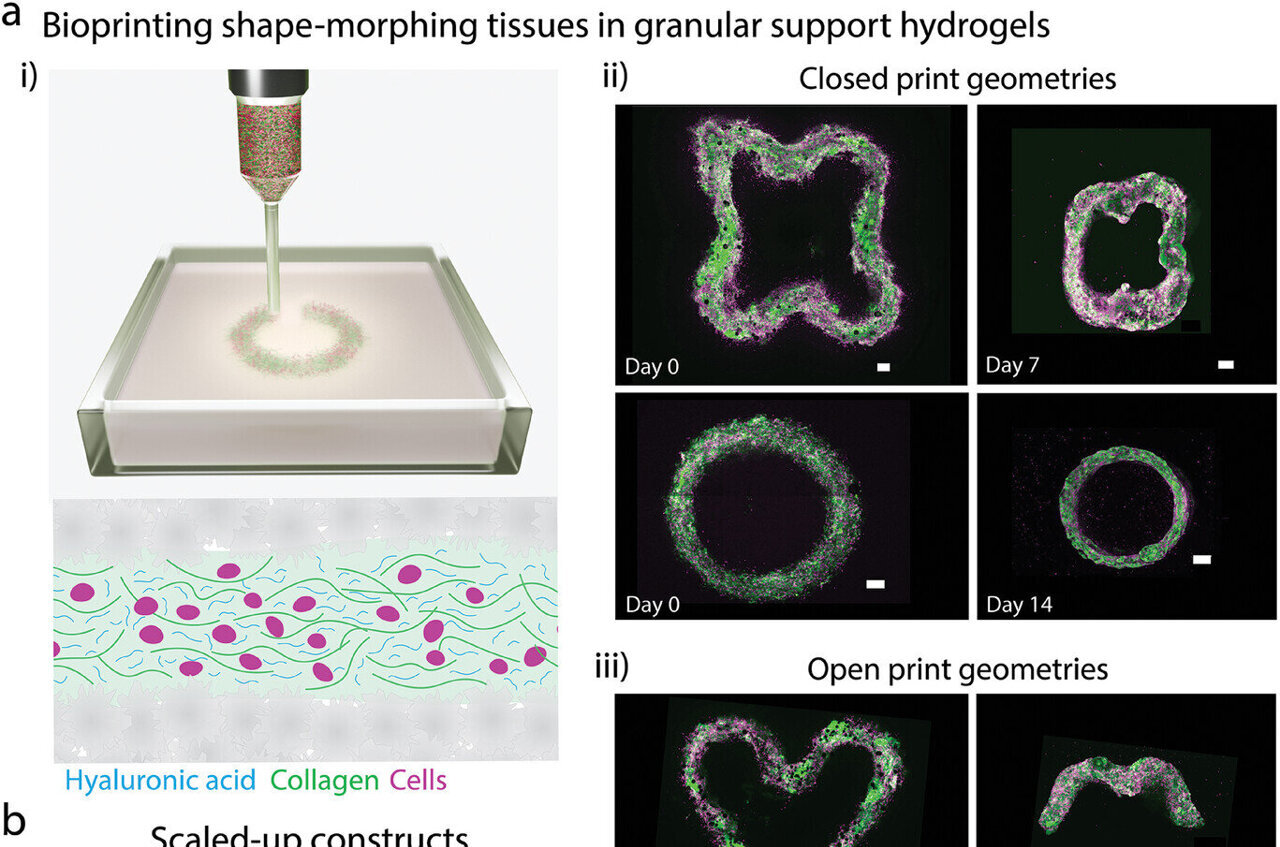 Innovative bioprinting method creates heart tissues with dynamic shape ...