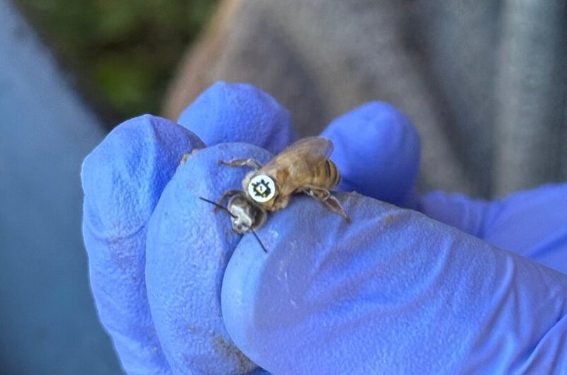 'Buzz me in:' Bees wearing itty bitty QR codes reveal hive secrets