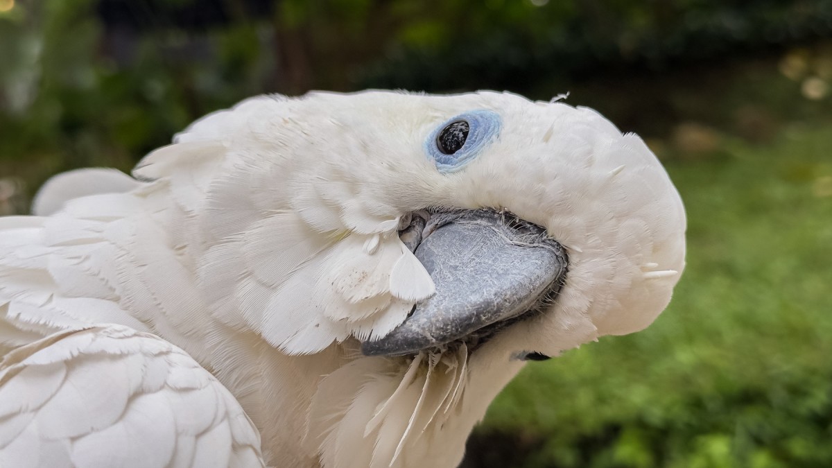 Heroic Cockatoo 'Beats Up' Snake Toy Like the Total Boss He Is