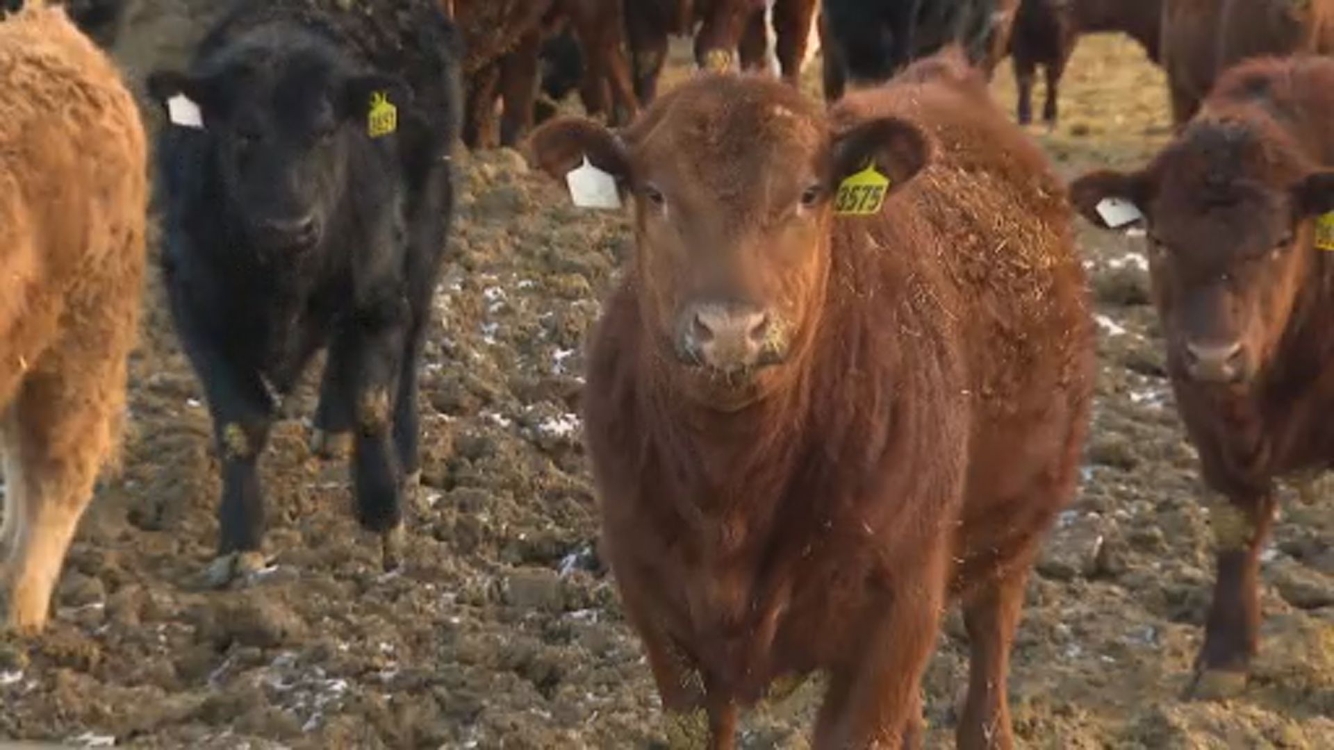 'It sounds scary': Canadian farmers, agricultural producers brace for ...