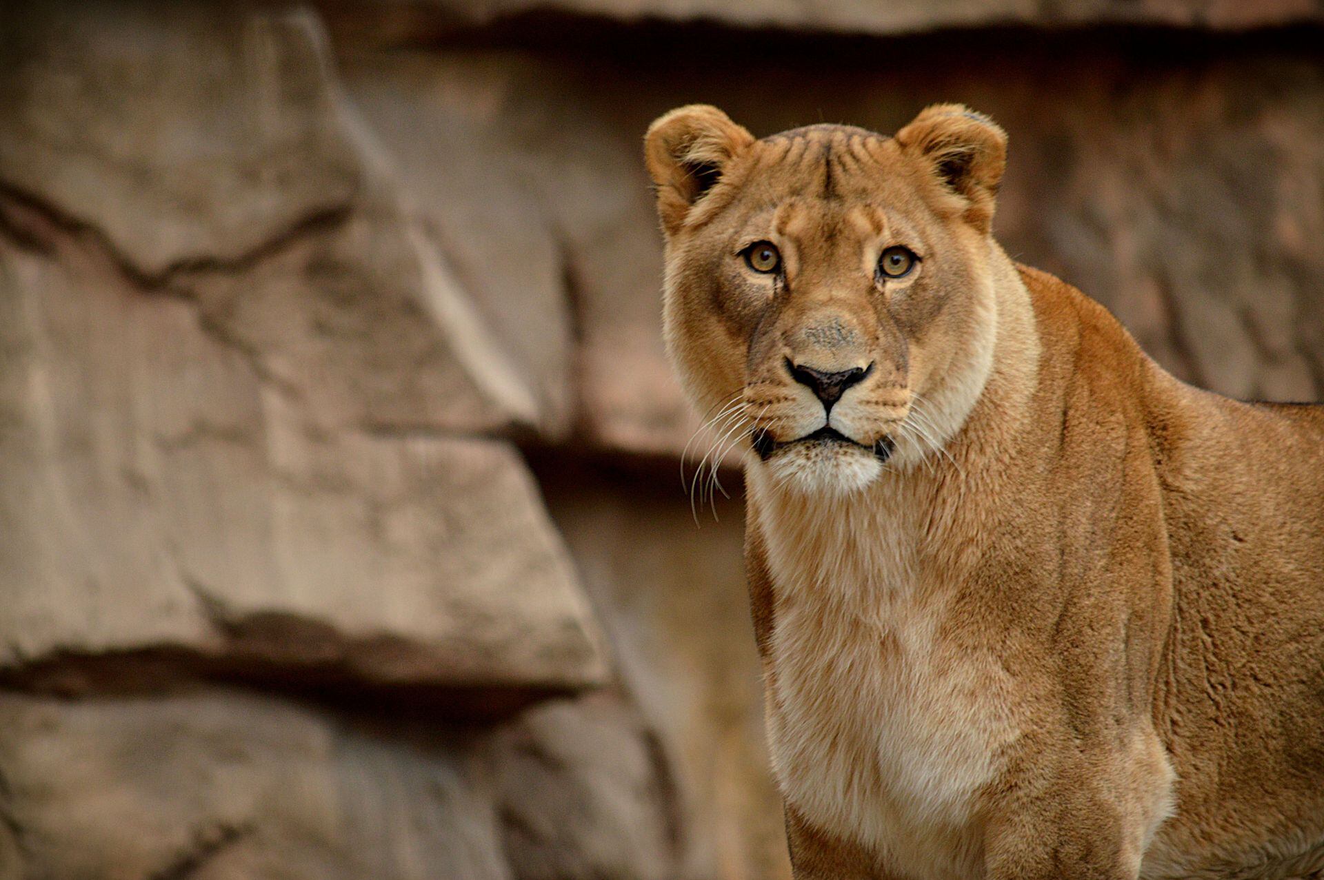 African lion euthanized at Saint Louis Zoo