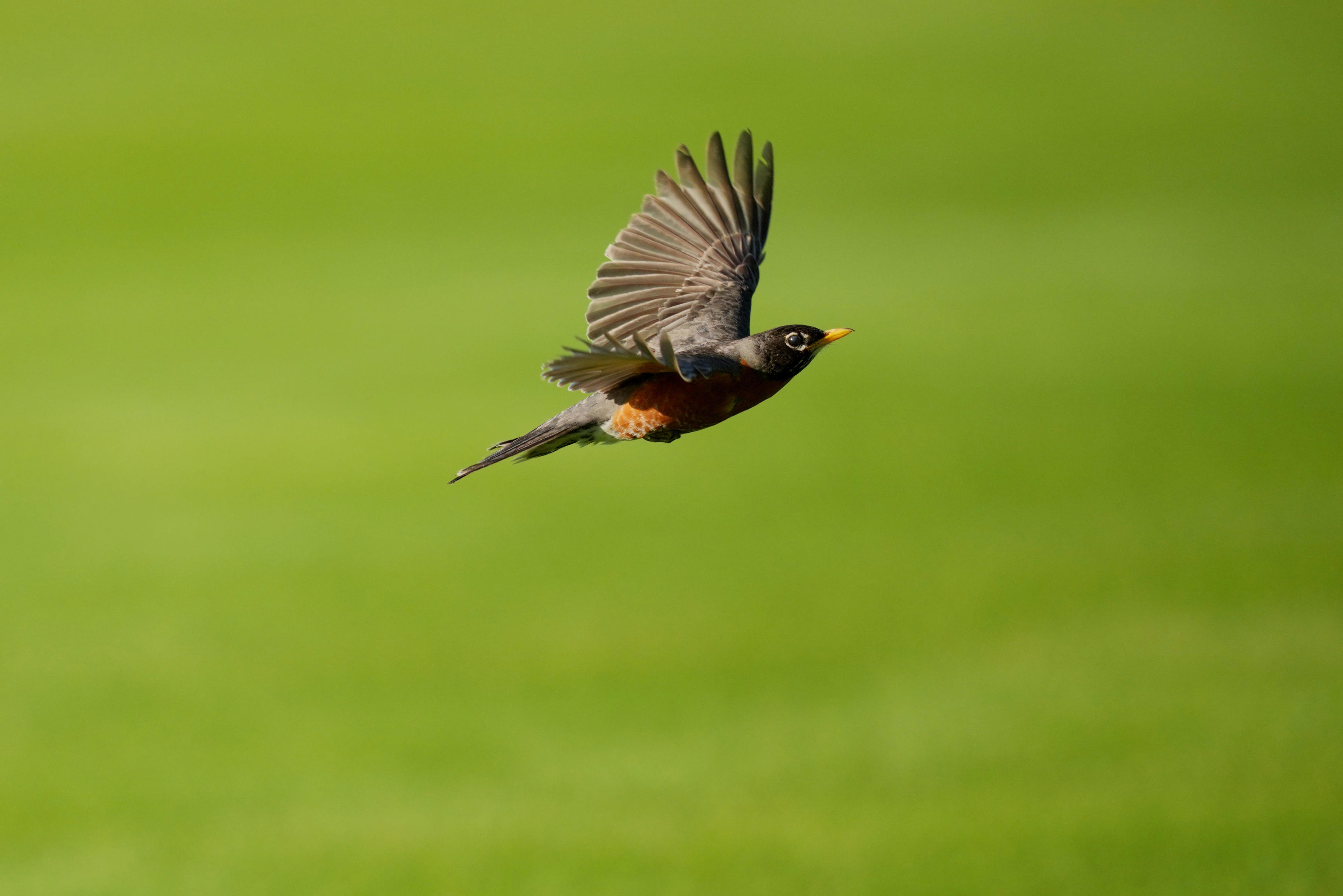 Bird flu has been reported worldwide. Is it a threat to humans? What ...